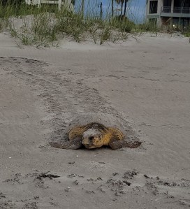 Blessed with a Star on the Forehead | As I navigate through this life